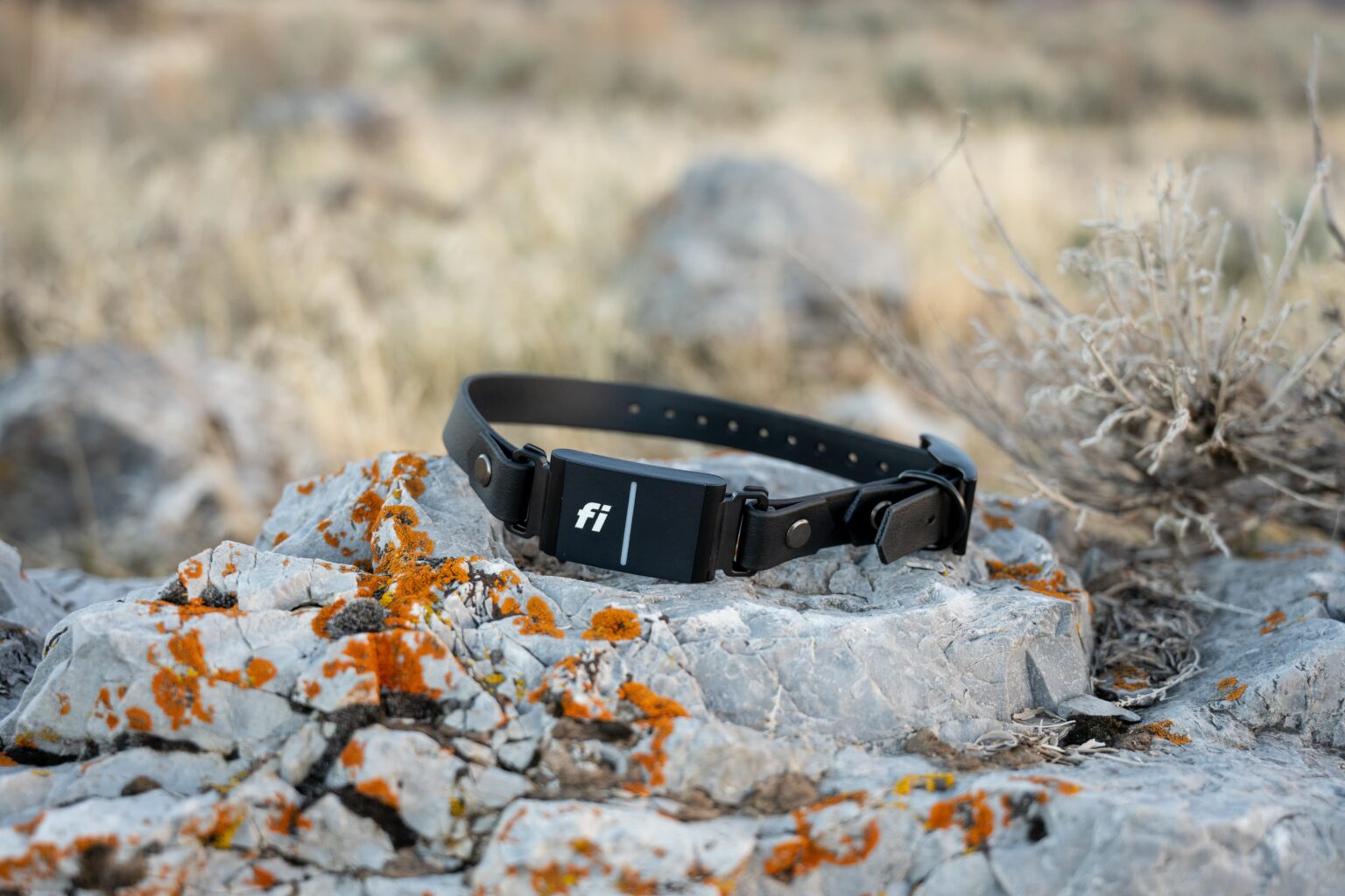 BioThane Dog Collars for Fi Series 3+ | Pimped Out Pup