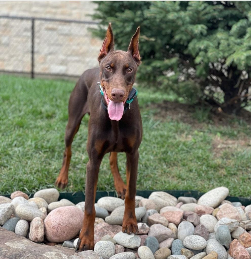 How to Choose the Right Dog Collar Color | Pimped Out Pup